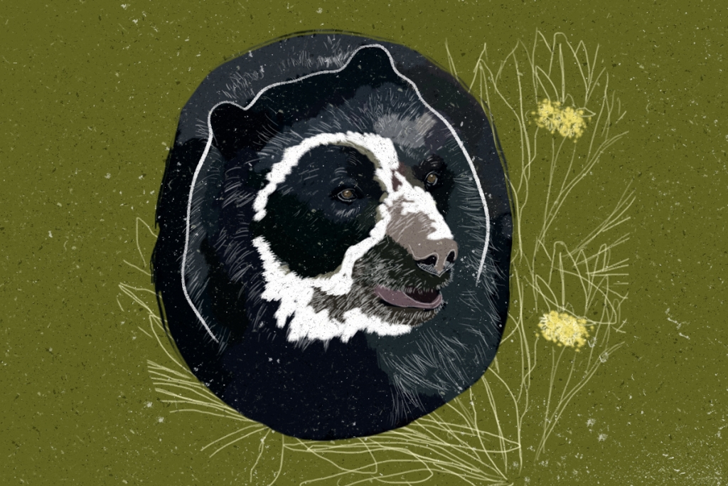 Cereal – Jacom La Revista