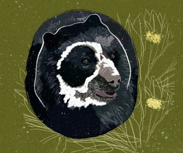 Los “misterios” de los pájaros y los cuentos de “los antiguas” en Jericó – Jacom La Revista