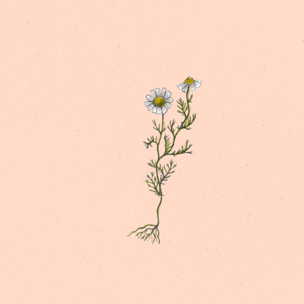 Biodiversidad – Jacom La Revista