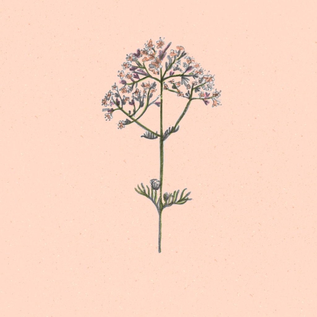 Infusiones para la calma – Jacom La Revista