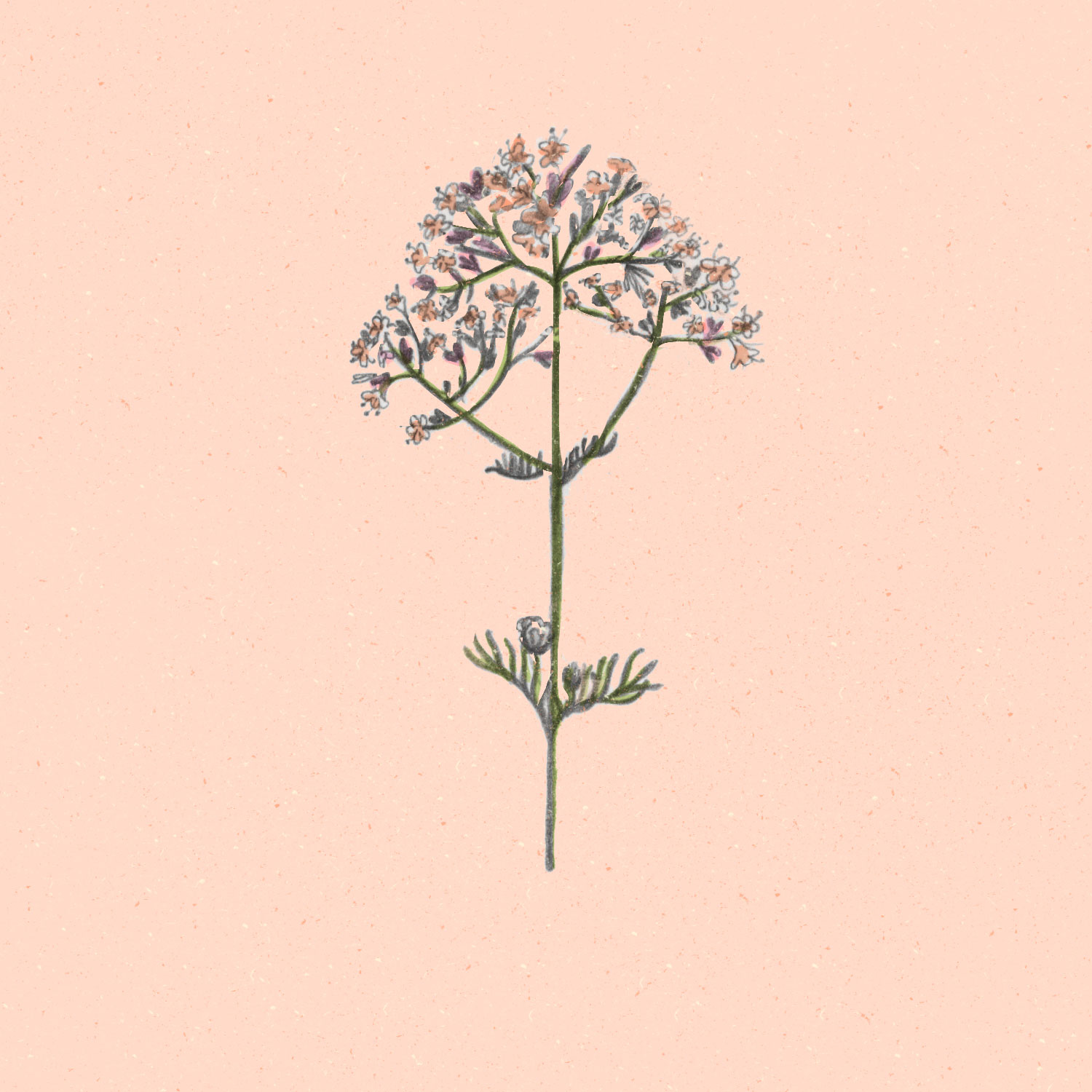 Infusiones para la calma – Jacom La Revista